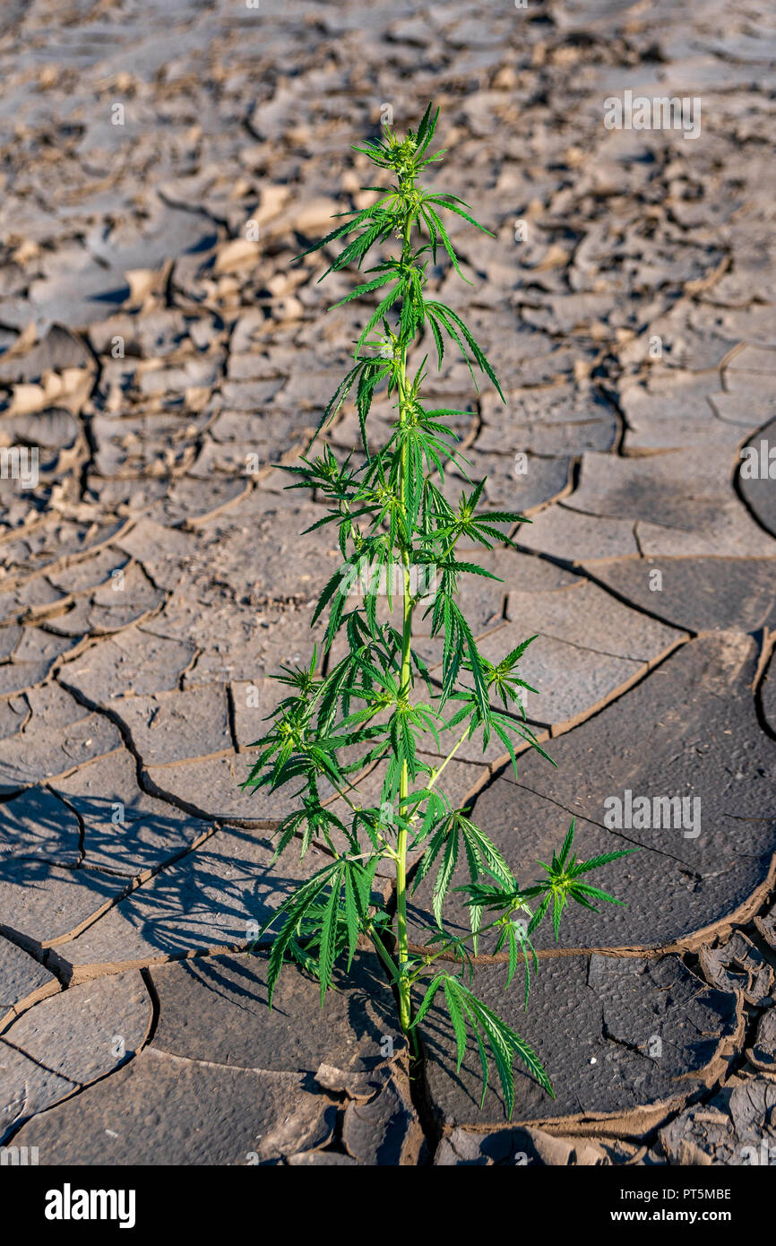 Marijuana, cannabis, flowering plant in dry land as medicinal medicine ...