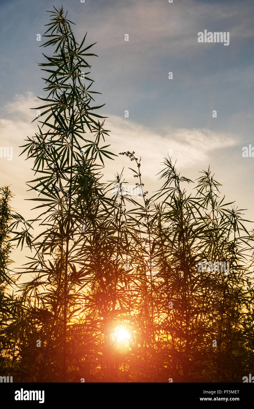 Cannabis in the golden summer light, background of marijuana Stock ...