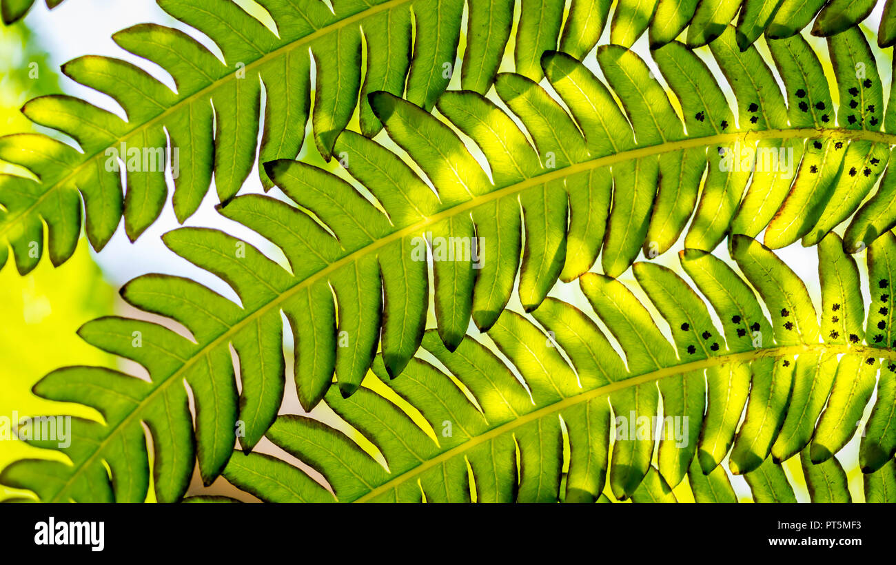 detail of green leaves of a fern. natural abstract texture background ...