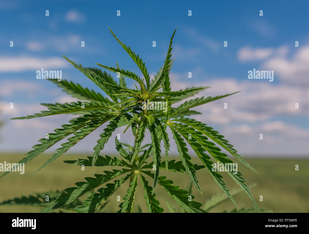 Field of cannabis hi-res stock photography and images - Alamy