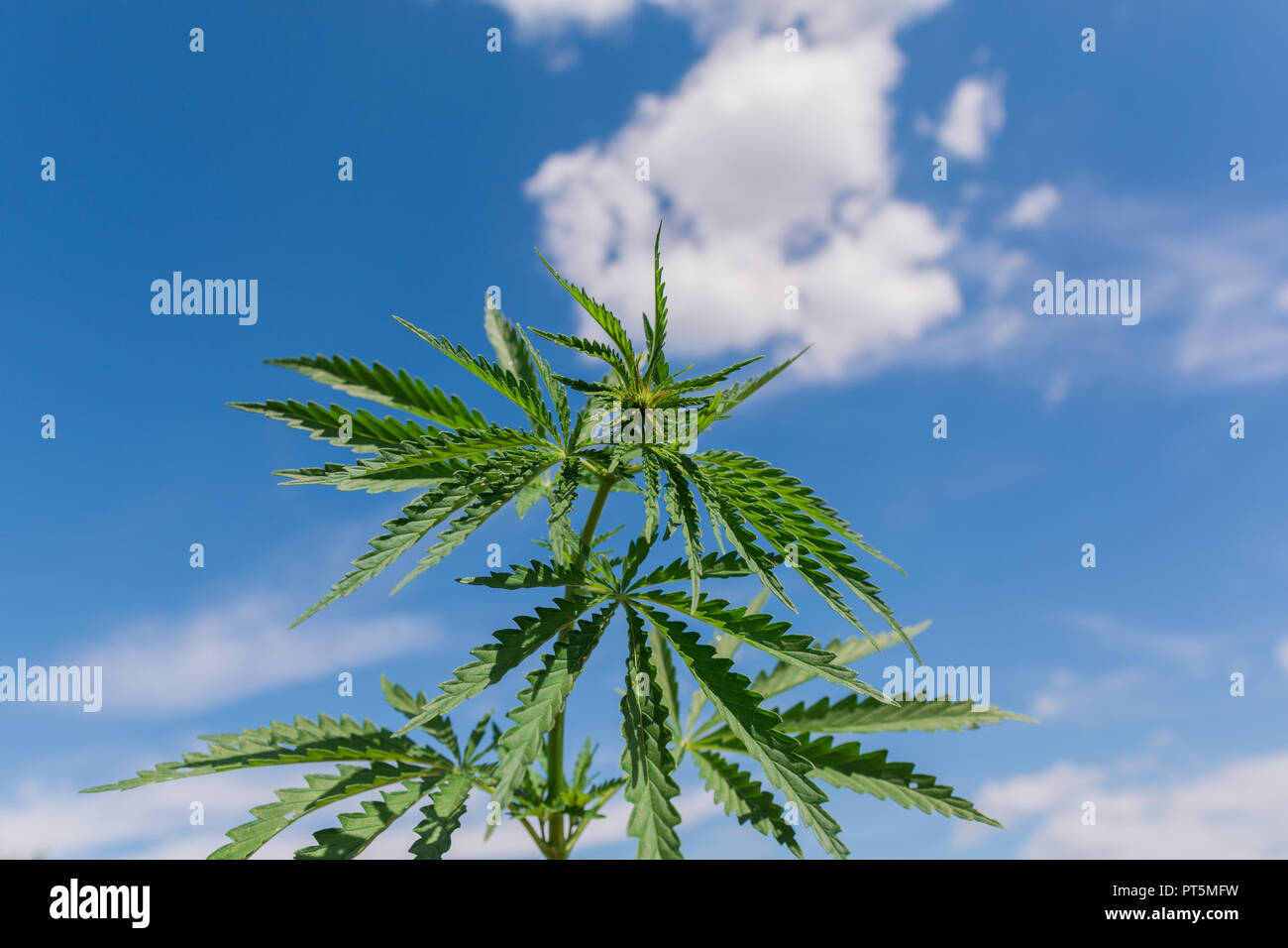 Marijuana seed hi-res stock photography and images - Alamy
