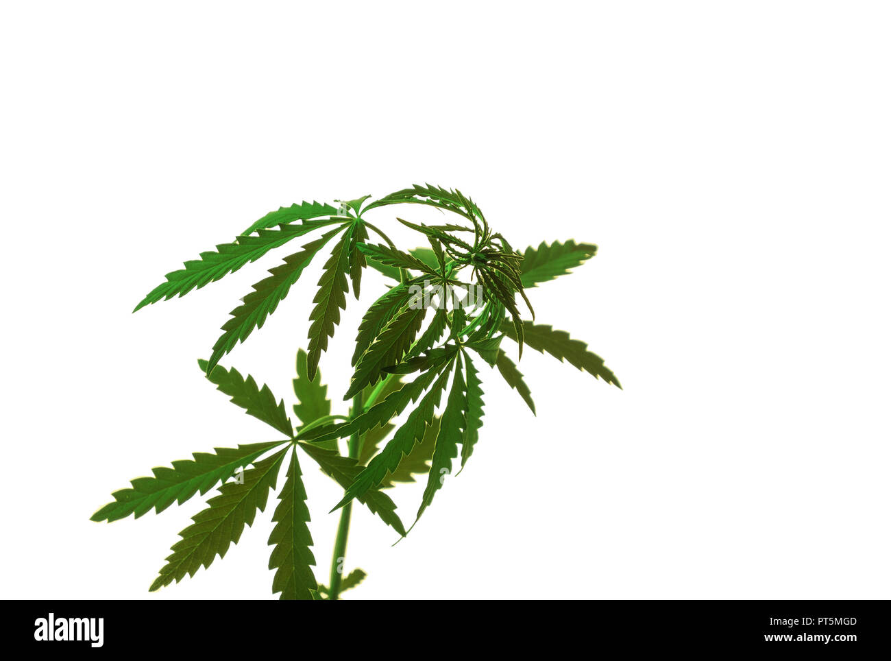 Wild cannabis hi-res stock photography and images - Alamy