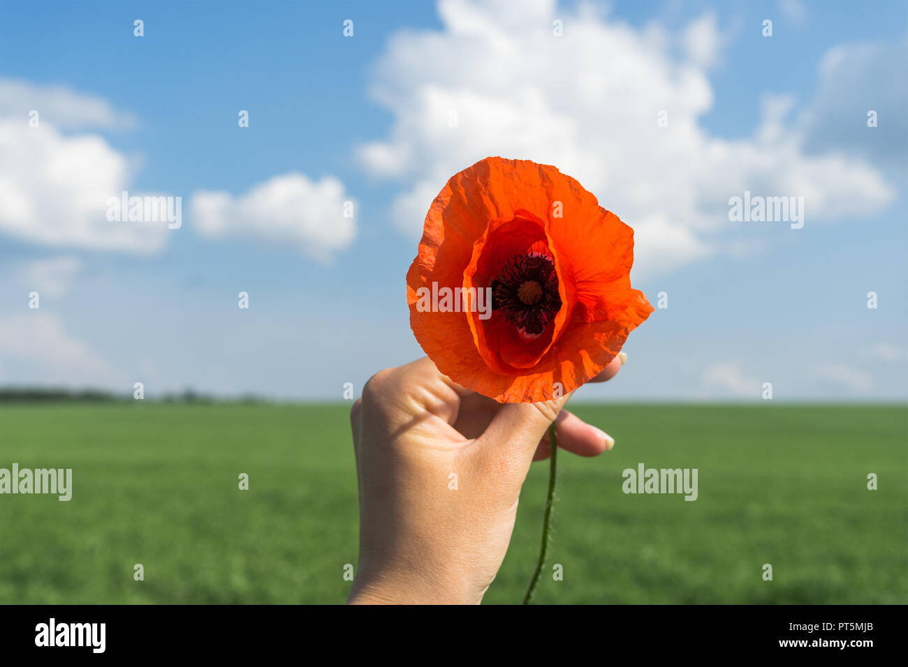 Beautiful poppy flower in girls hand Stock Photo - Alamy