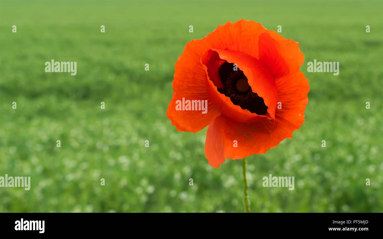 Papaver rhoeas common names include corn poppy , corn rose , field ...