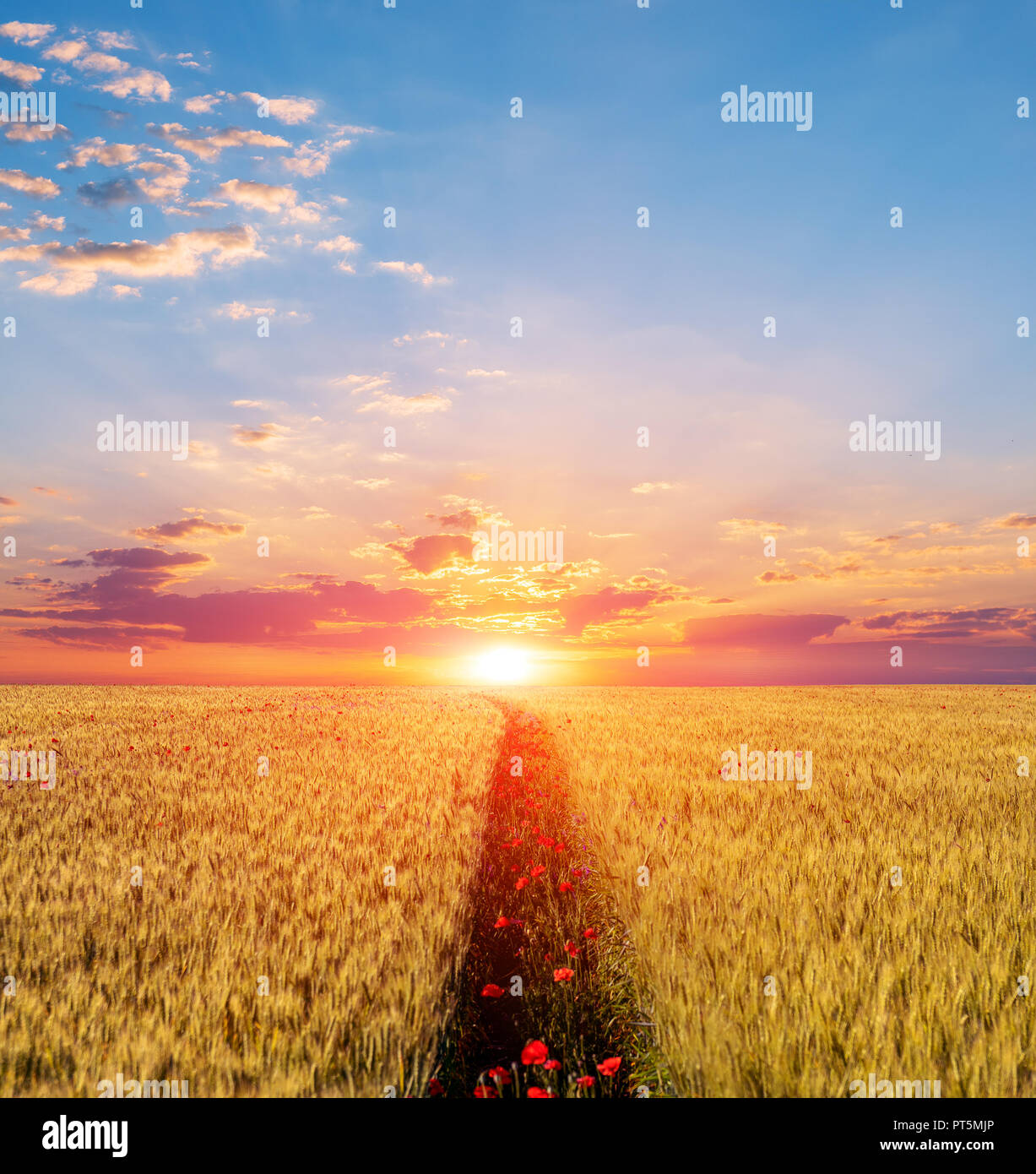 Agriculture sunny hi-res stock photography and images - Alamy