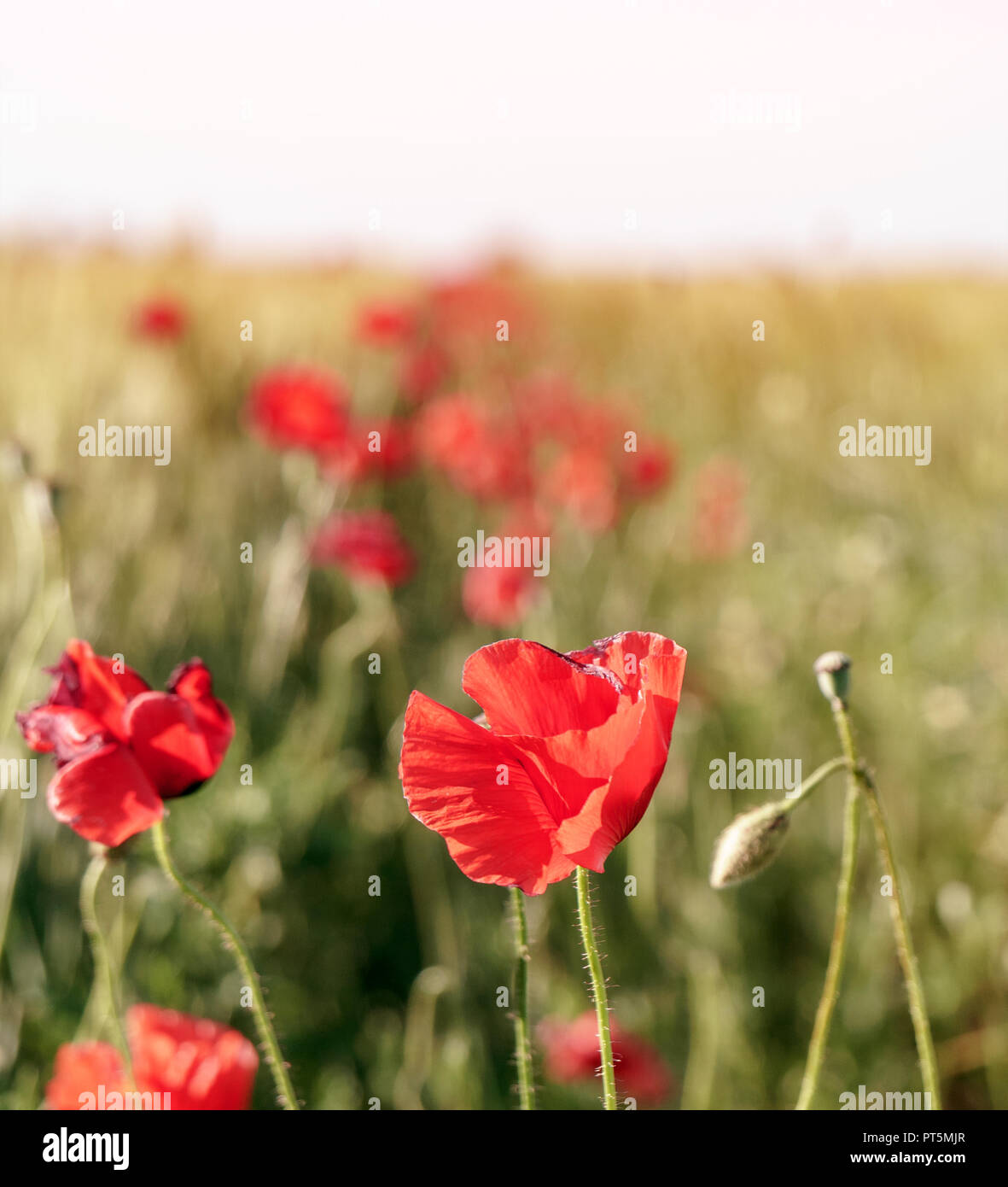 Poppy field with setting sun hi-res stock photography and images - Alamy