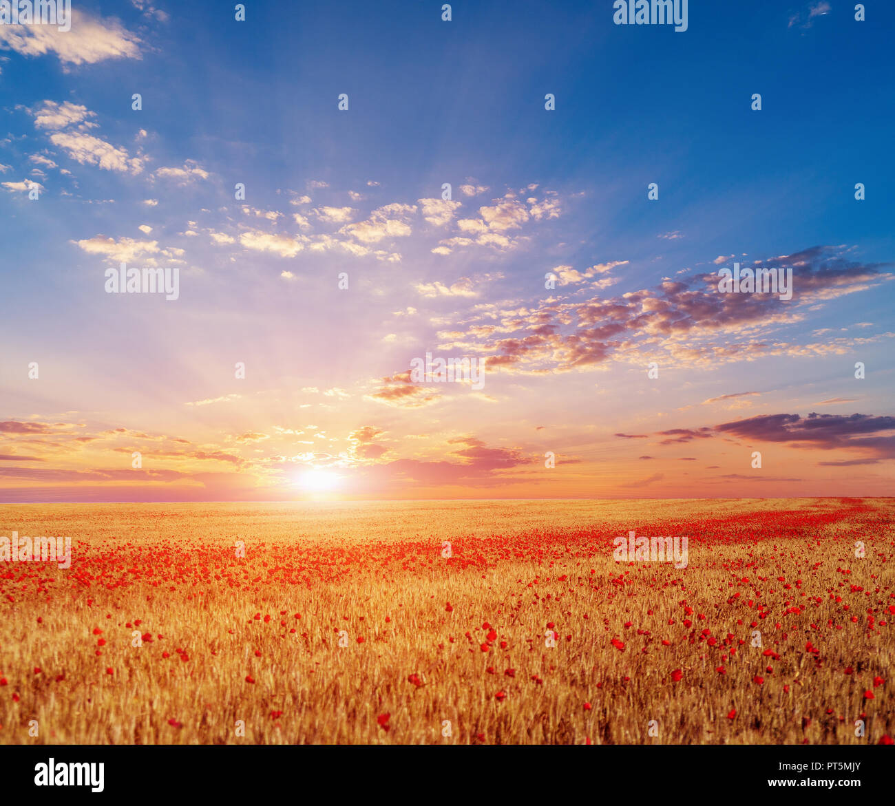 beautiful sunset scene, red poppy field on a sunset background Stock ...