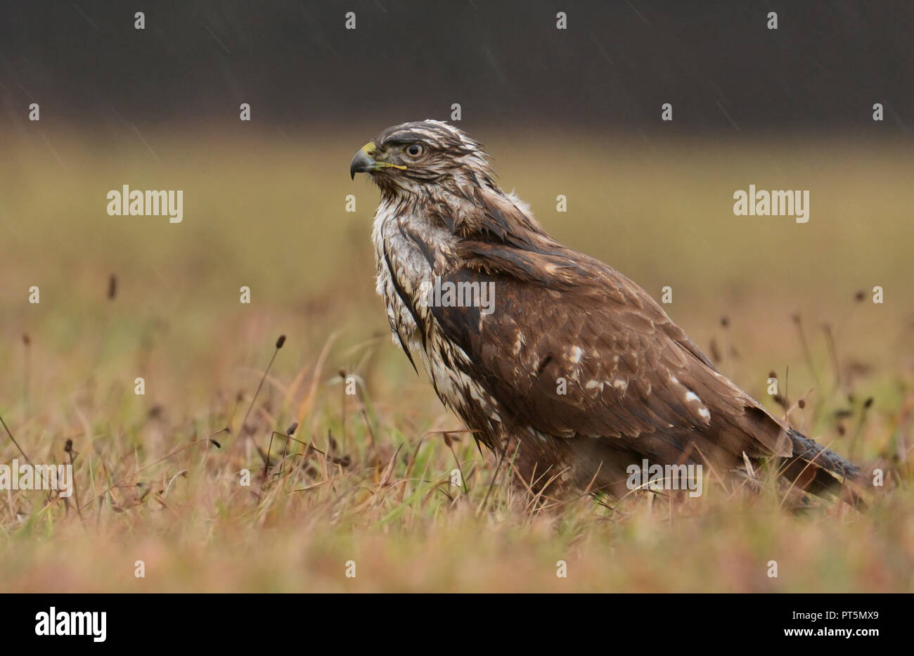Bute buteo hi-res stock photography and images - Alamy