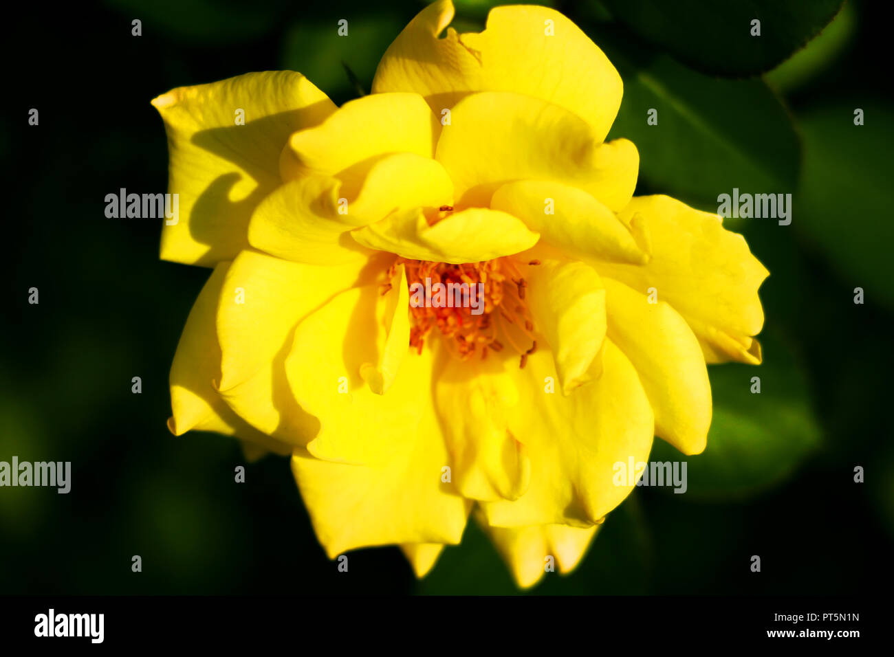 Yellow flower with petal hi-res stock photography and images - Alamy