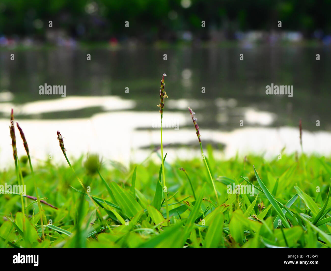 Close up green grass field with lake. Green field of grass background ...