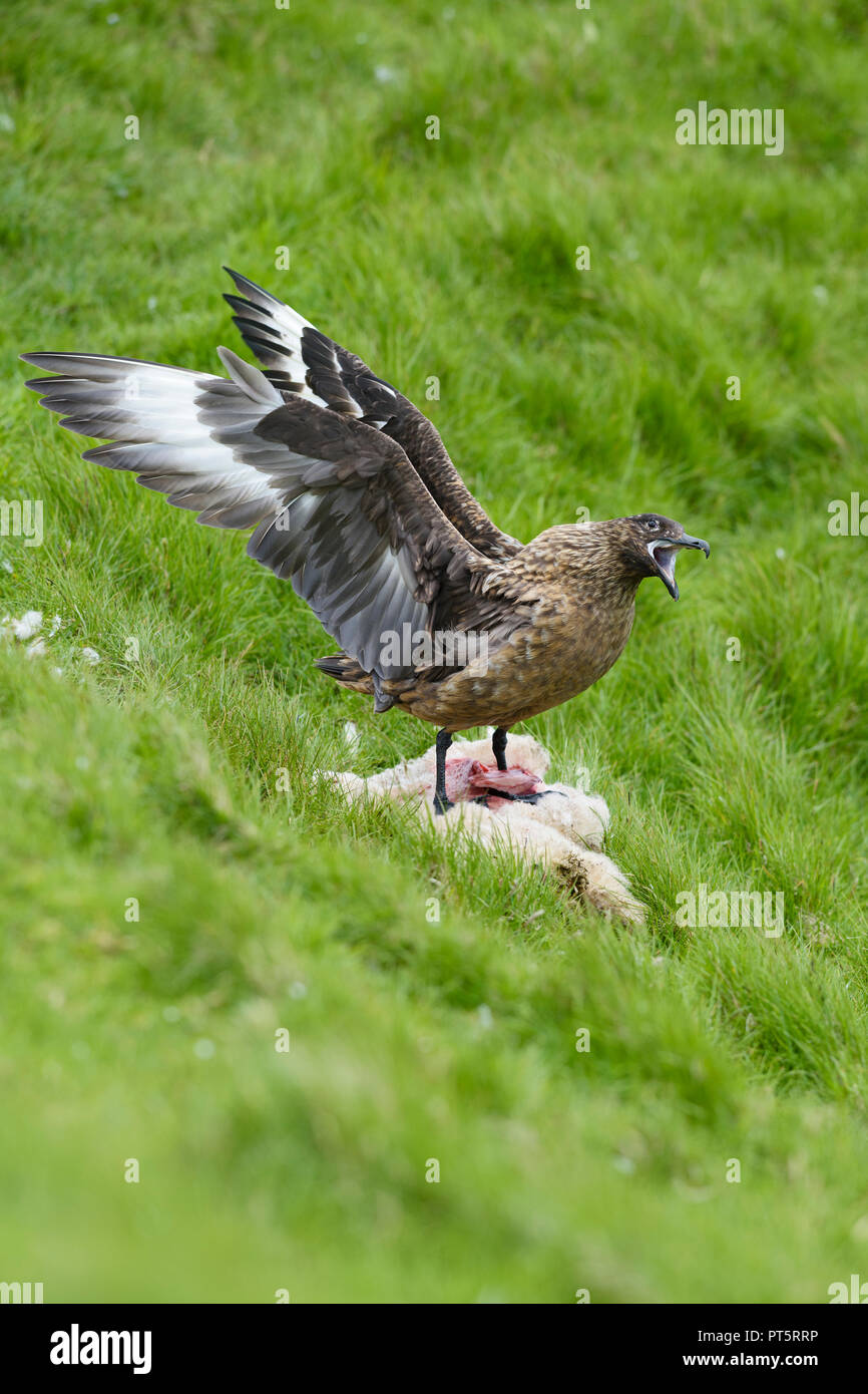 Atlantic sea birds hi-res stock photography and images - Alamy