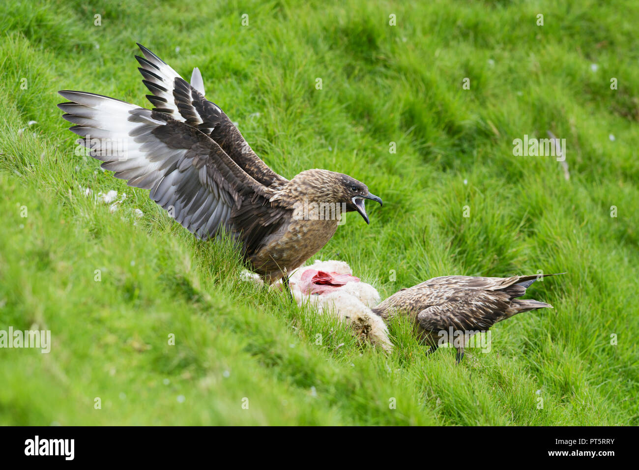 Great Skua - Catharacta skua - large brown sea bird from North Atlantic ...