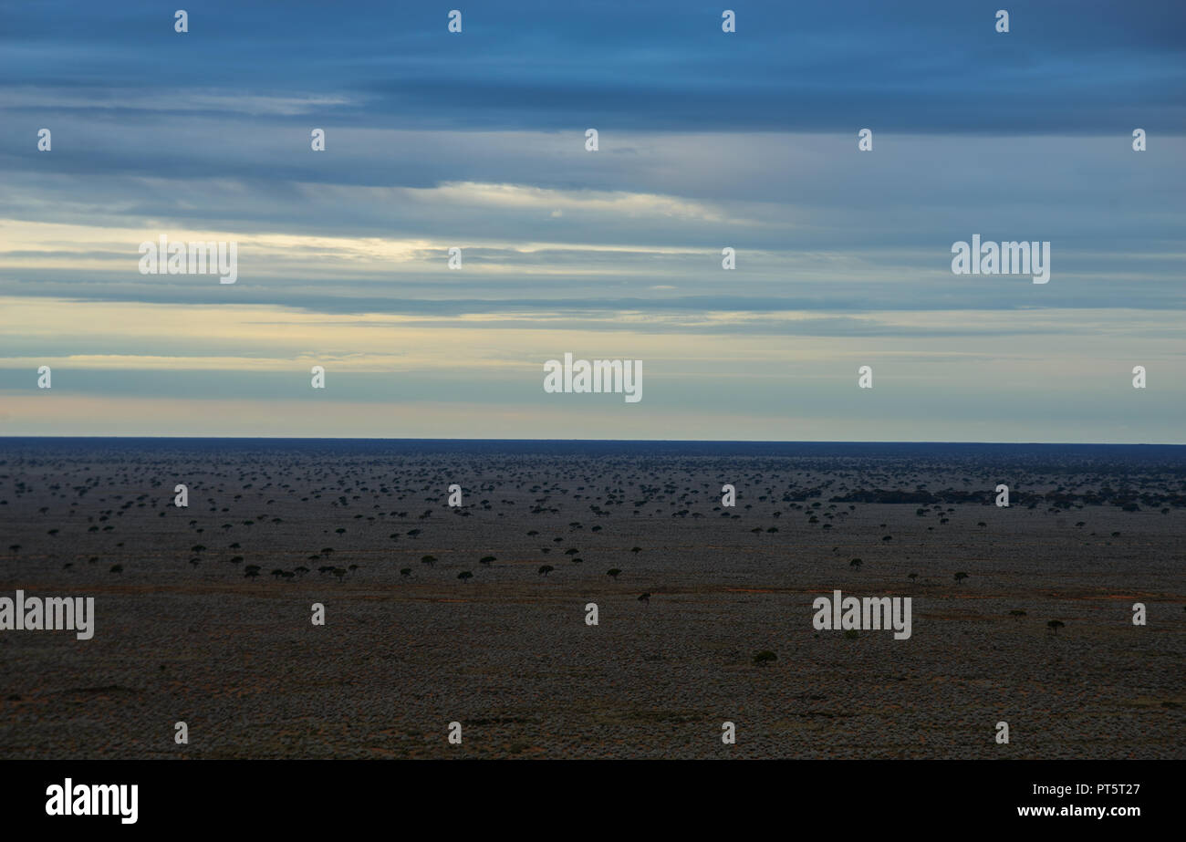 An endless plain of trees, Madura Pass, Madura, Nullarbor Plains, South ...