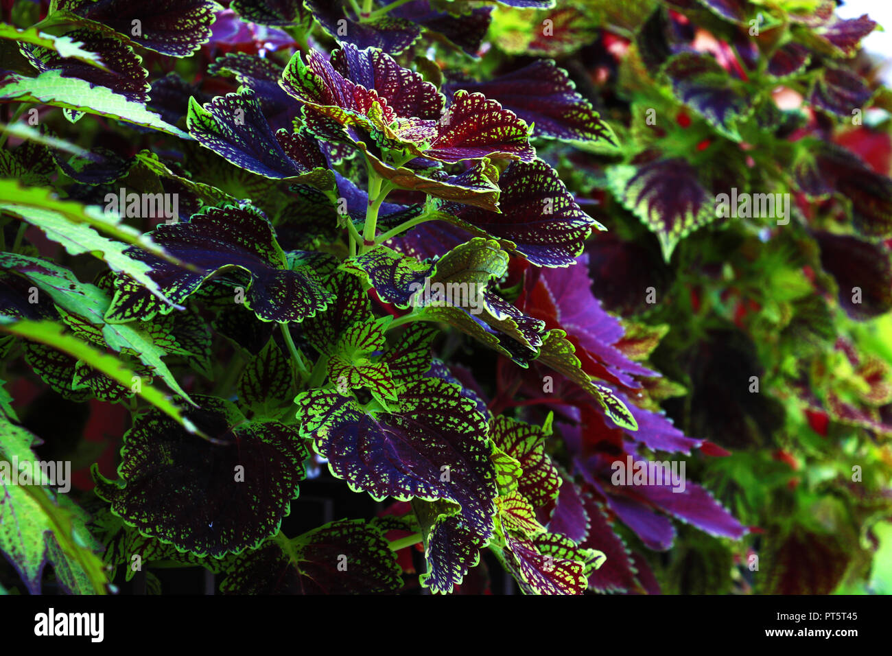 Beautiful leaves of flowers of different colors, background, texture ...
