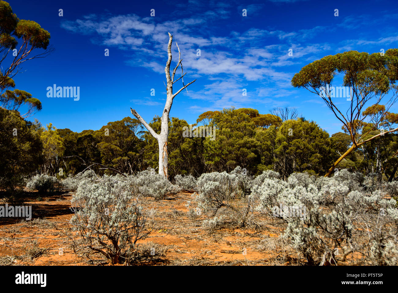 white trunk of a dead Gum tree surrounded by bright Silver Ball bushes ...