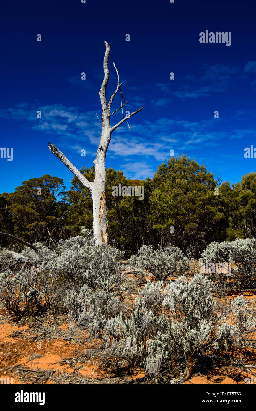 white trunk of a dead Gum tree surrounded by bright Silver Ball bushes ...