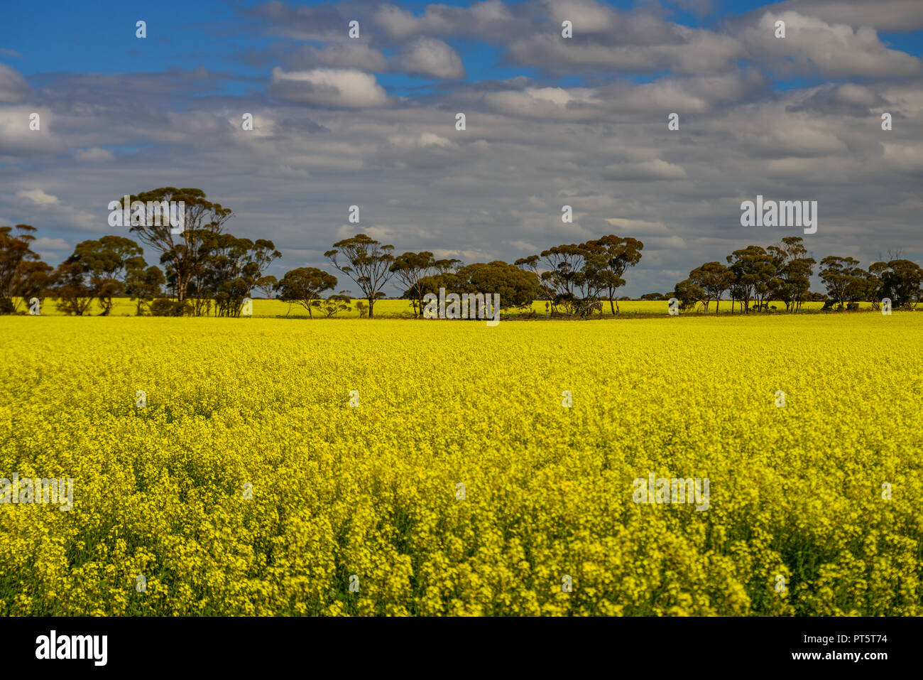 Canola Oilseed, Rape Oilsse, field, Australia Stock Photo - Alamy
