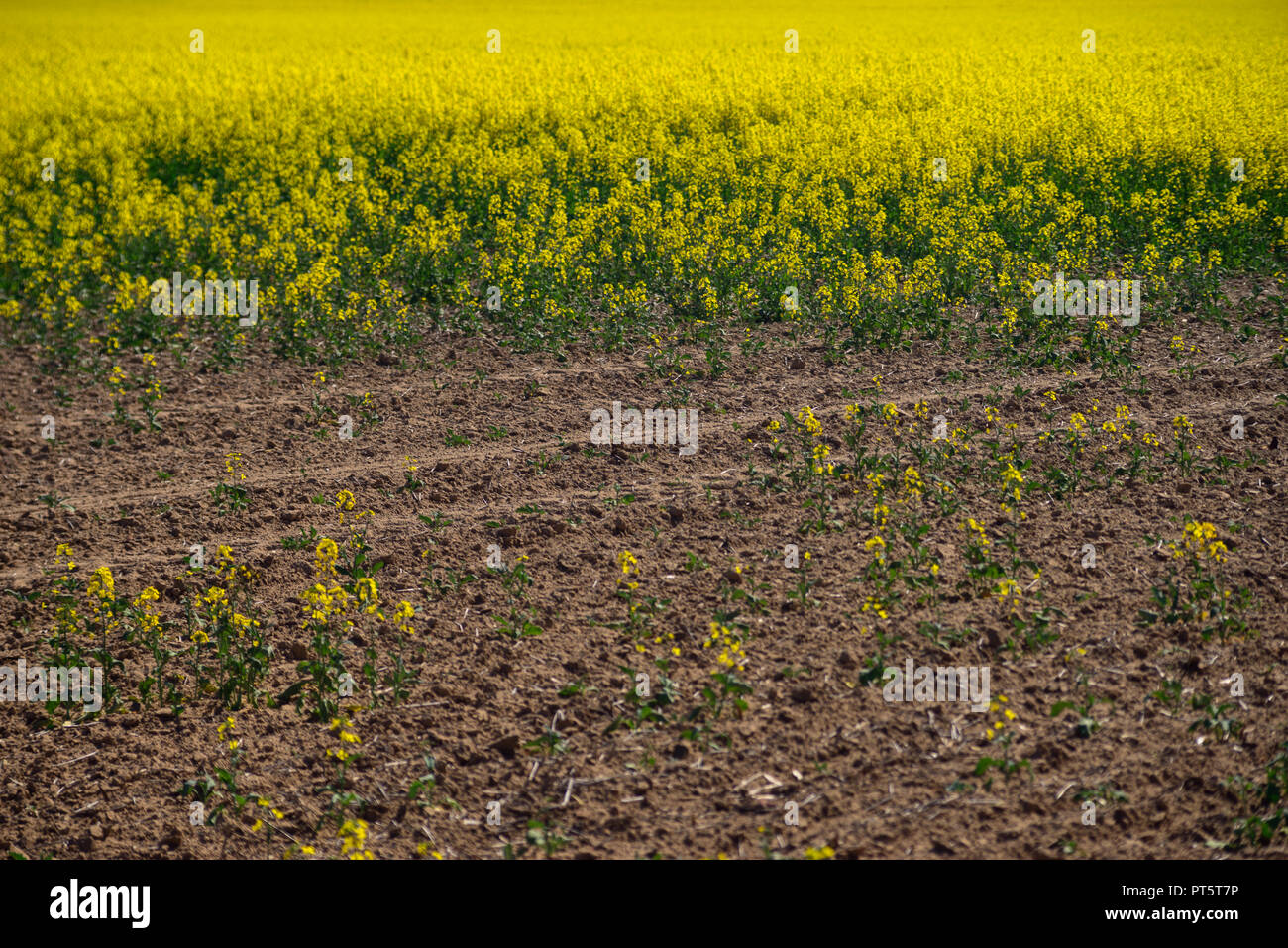 Canola Oilseed, Rape Oilsse, field, Australia Stock Photo - Alamy