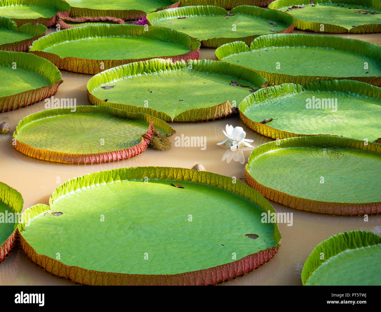 Collection of giant lily pads sitting on very still water Stock Photo ...