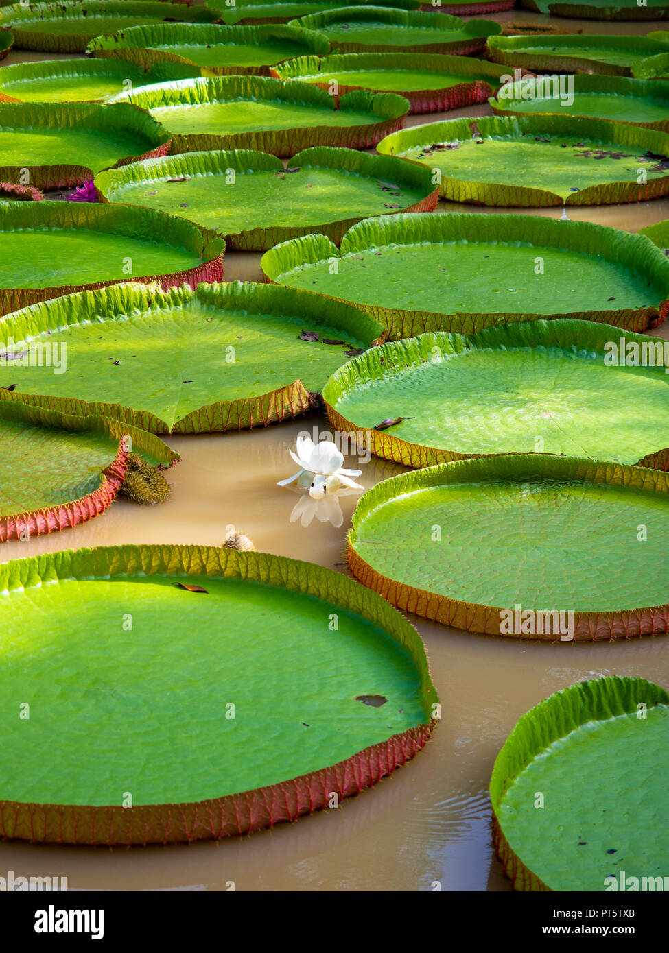 Giant lilly pad hi-res stock photography and images - Alamy
