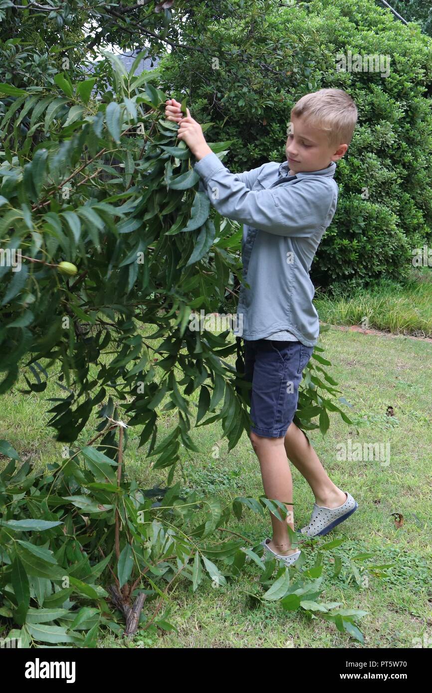 Young boy helping with yard work Stock Photo - Alamy
