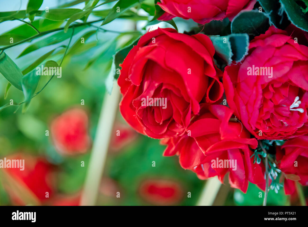 Red rose green background . Red roses background - natural texture of ...