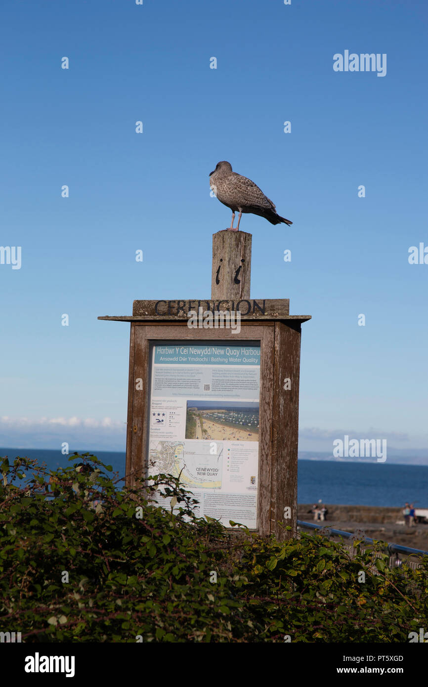 Seagull signage hi-res stock photography and images - Alamy