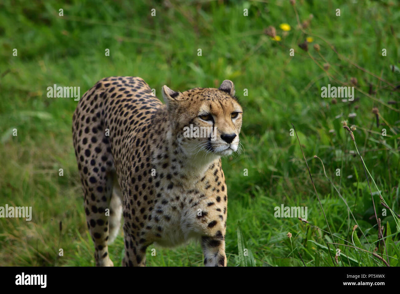 Cheetah big cat Stock Photo - Alamy
