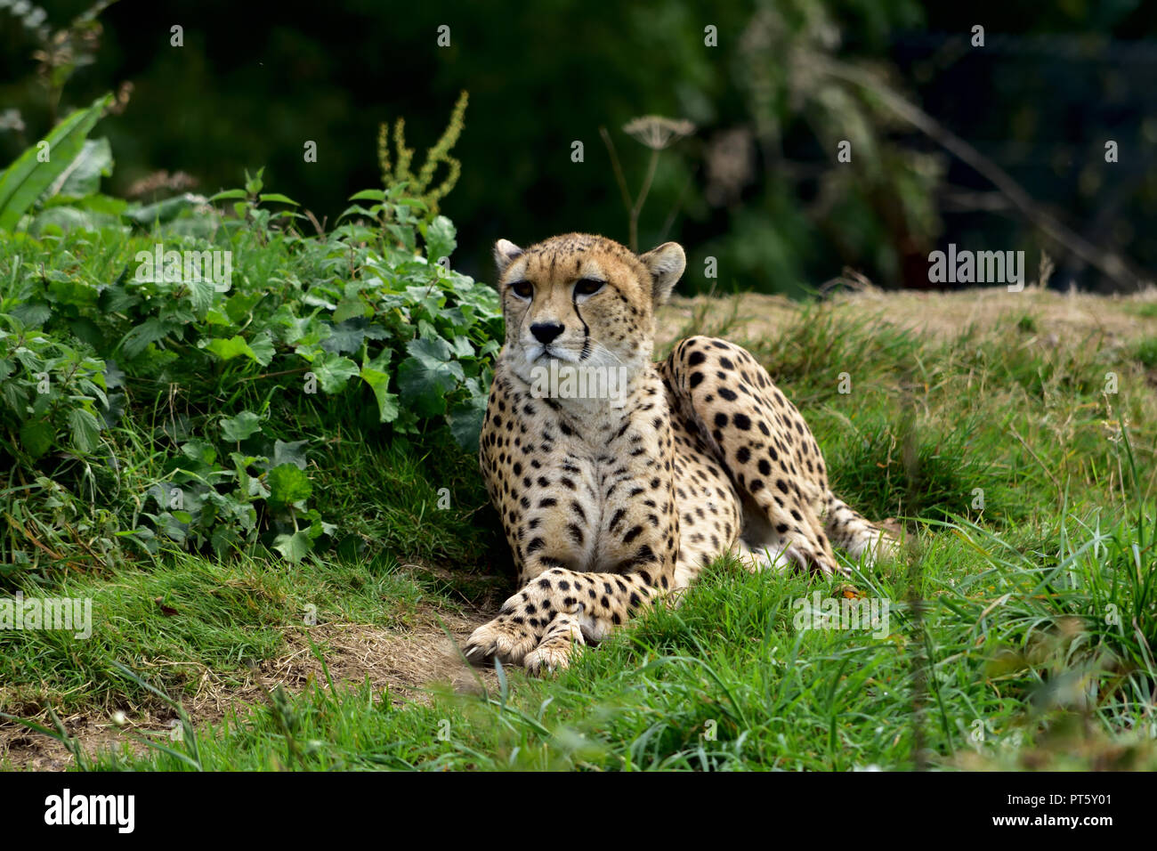 Big cat cheetahs hi-res stock photography and images - Alamy