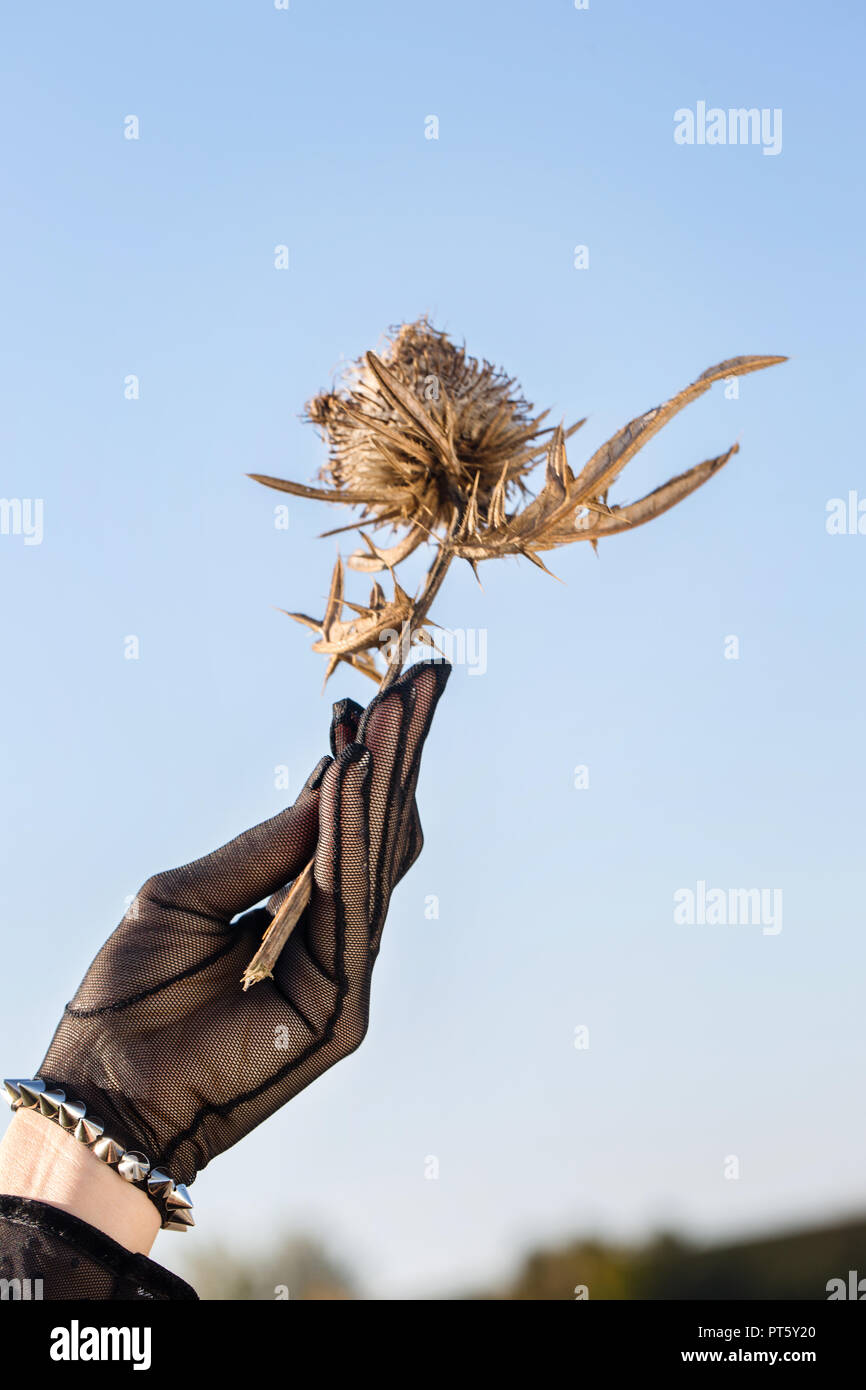 thistle flower in hands Stock Photo - Alamy
