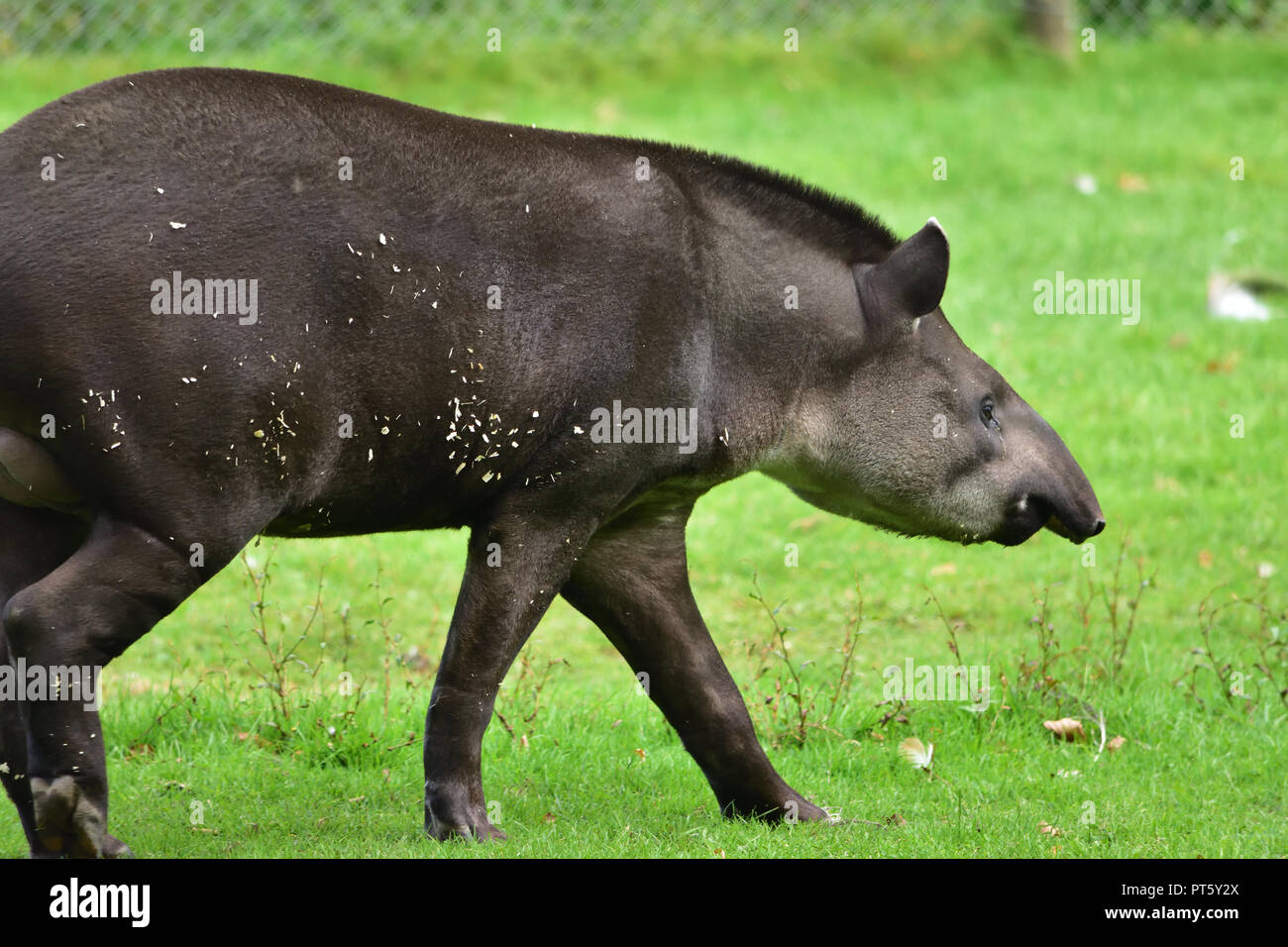 Striding tapir hi-res stock photography and images - Alamy