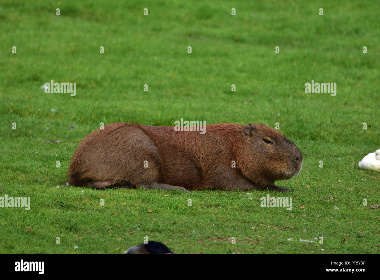 A capybara lying down on some grass Stock Photo - Alamy