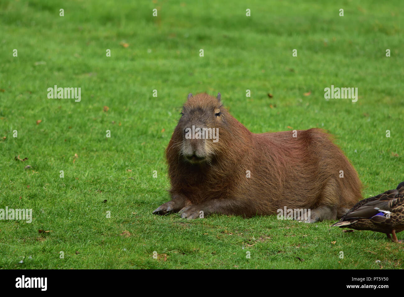 Peruvian capybara lying down hi-res stock photography and images - Alamy