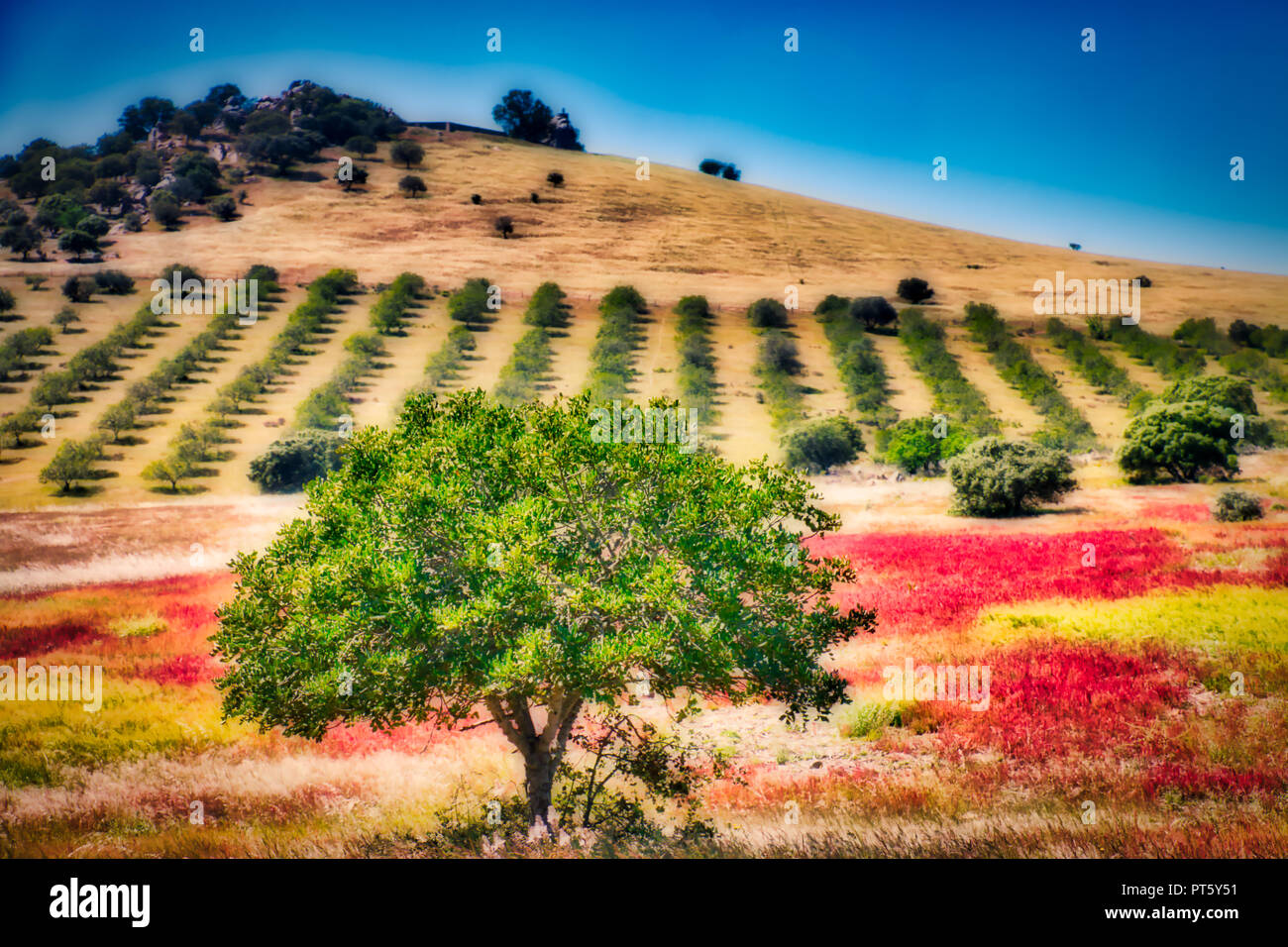 Cheerful landscape with tree in a colorful field Stock Photo - Alamy