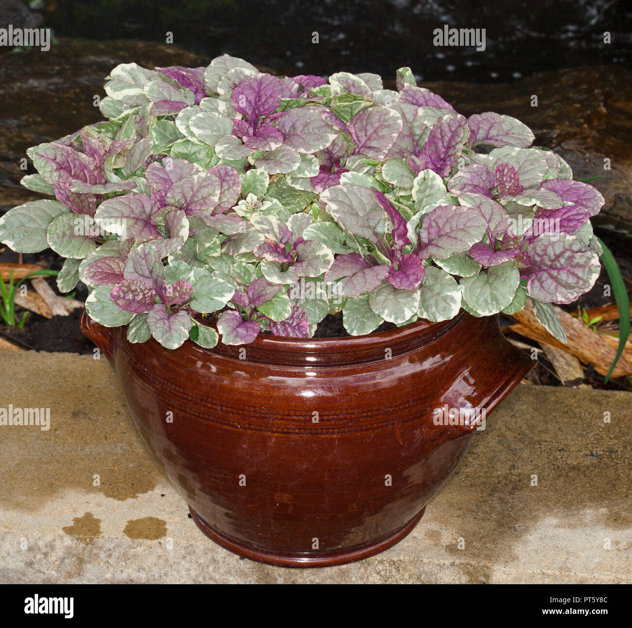 Ajuga reptans 'Burgundy Glow', perennial plant with attractive red ...