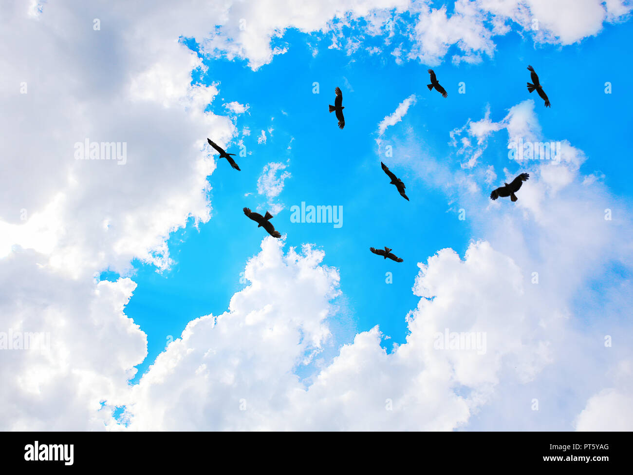 Strength of eagles hi-res stock photography and images - Alamy