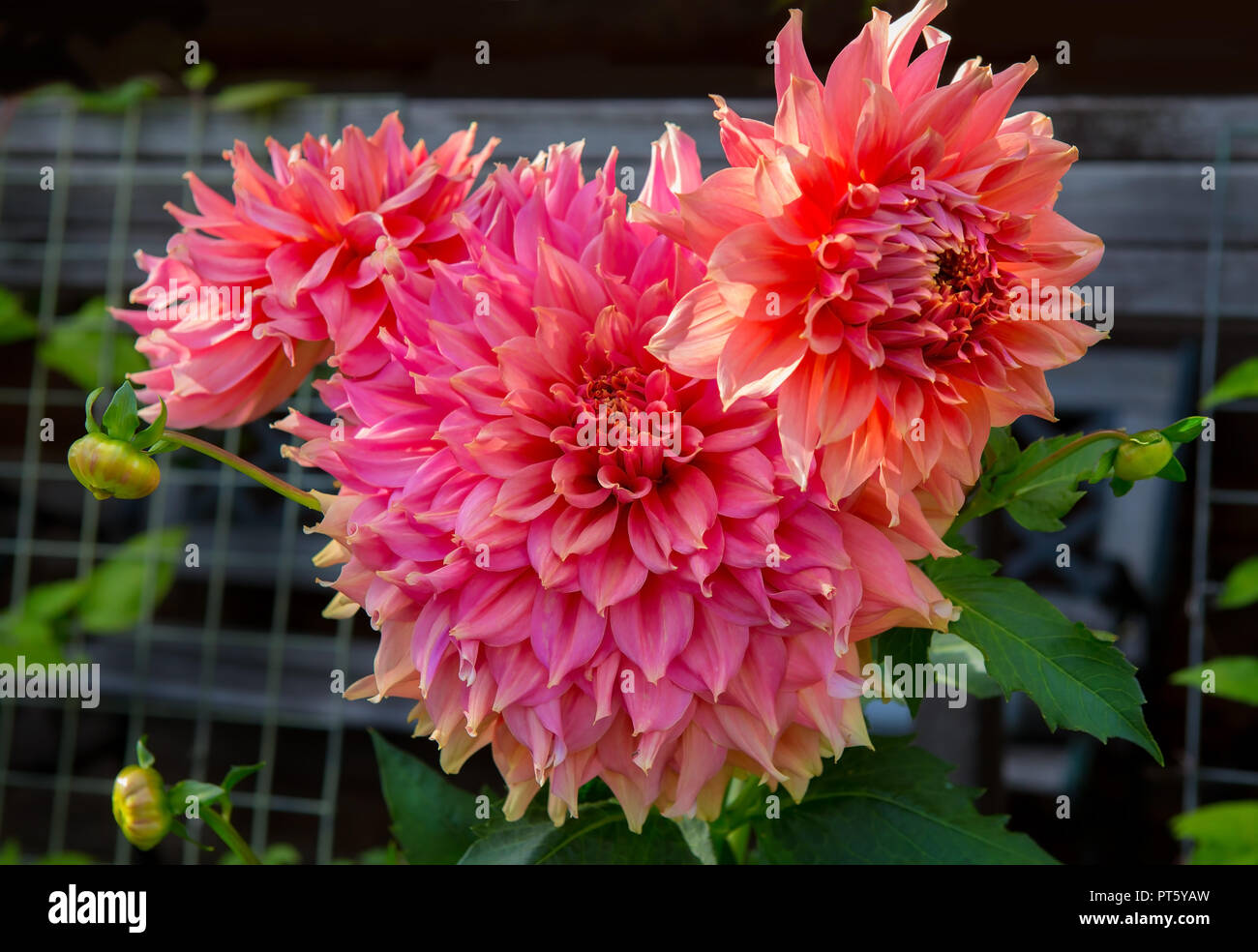 Big petal flowers hi-res stock photography and images - Alamy