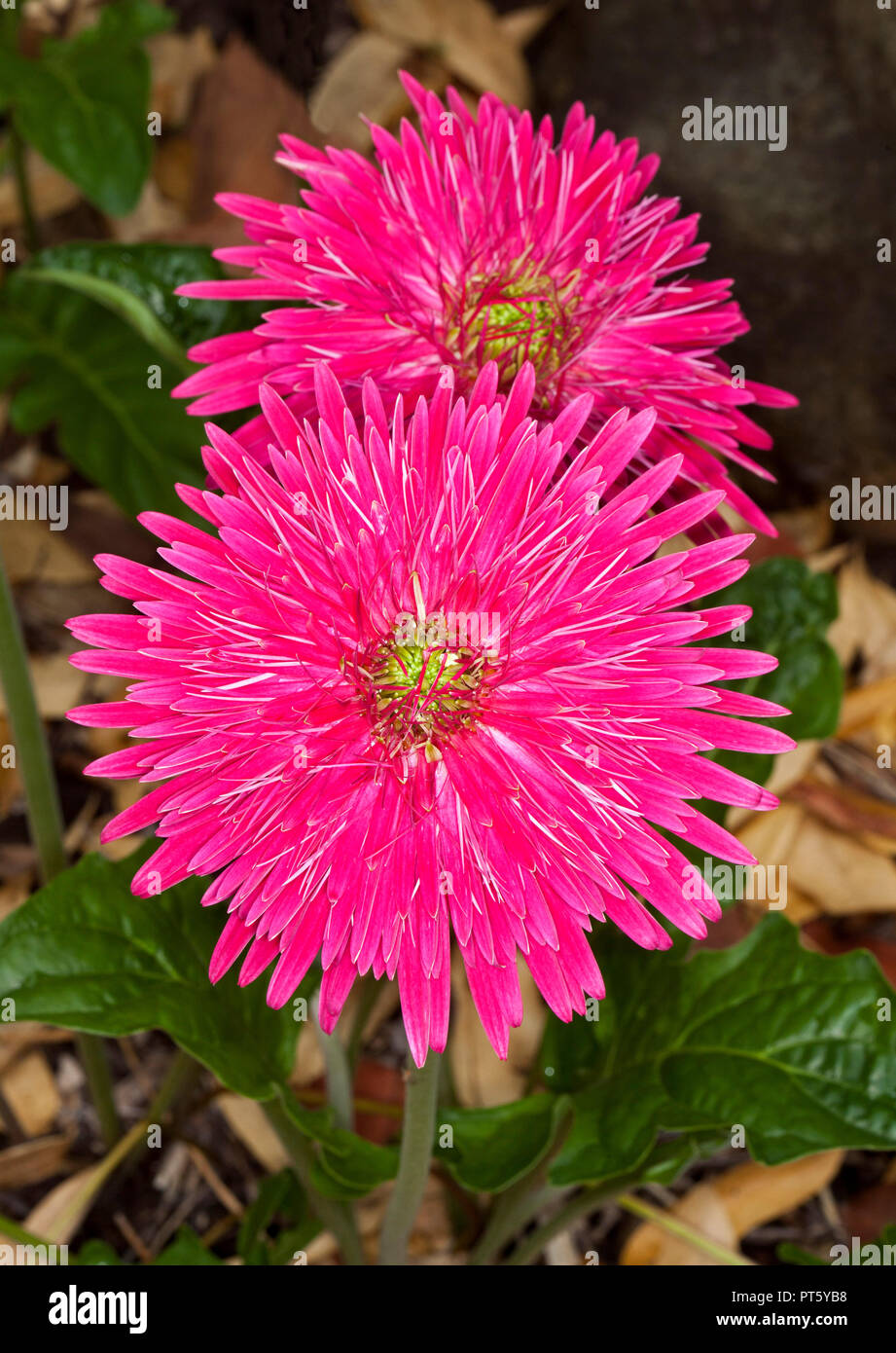 Double gerbera hi-res stock photography and images - Alamy