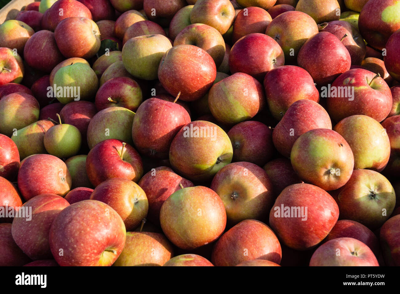 Apple harvest in the old Land Hamburg Stock Photo - Alamy