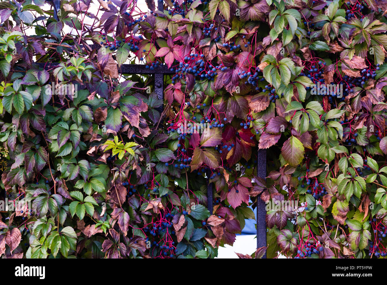 Wall of wild ivy plant with blue berries Stock Photo - Alamy