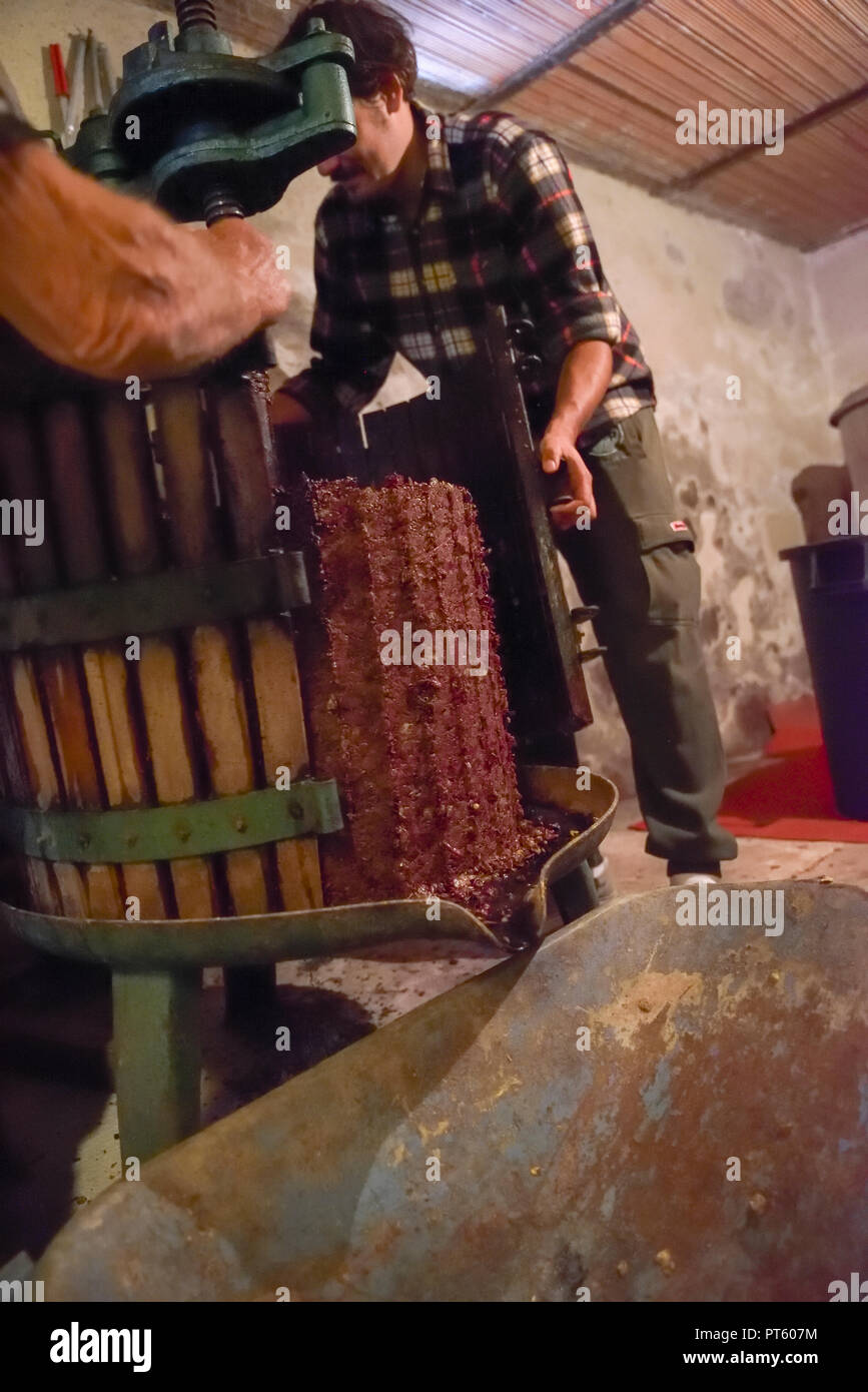 Grape must fermentation squeezing hi-res stock photography and images ...