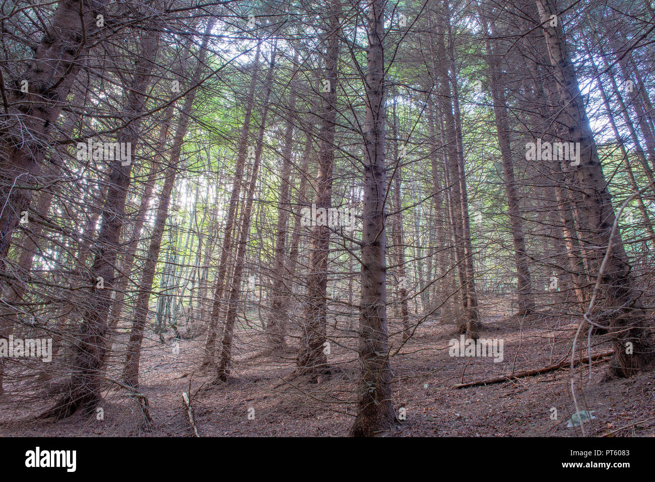 Deforestation vertical hi-res stock photography and images - Alamy