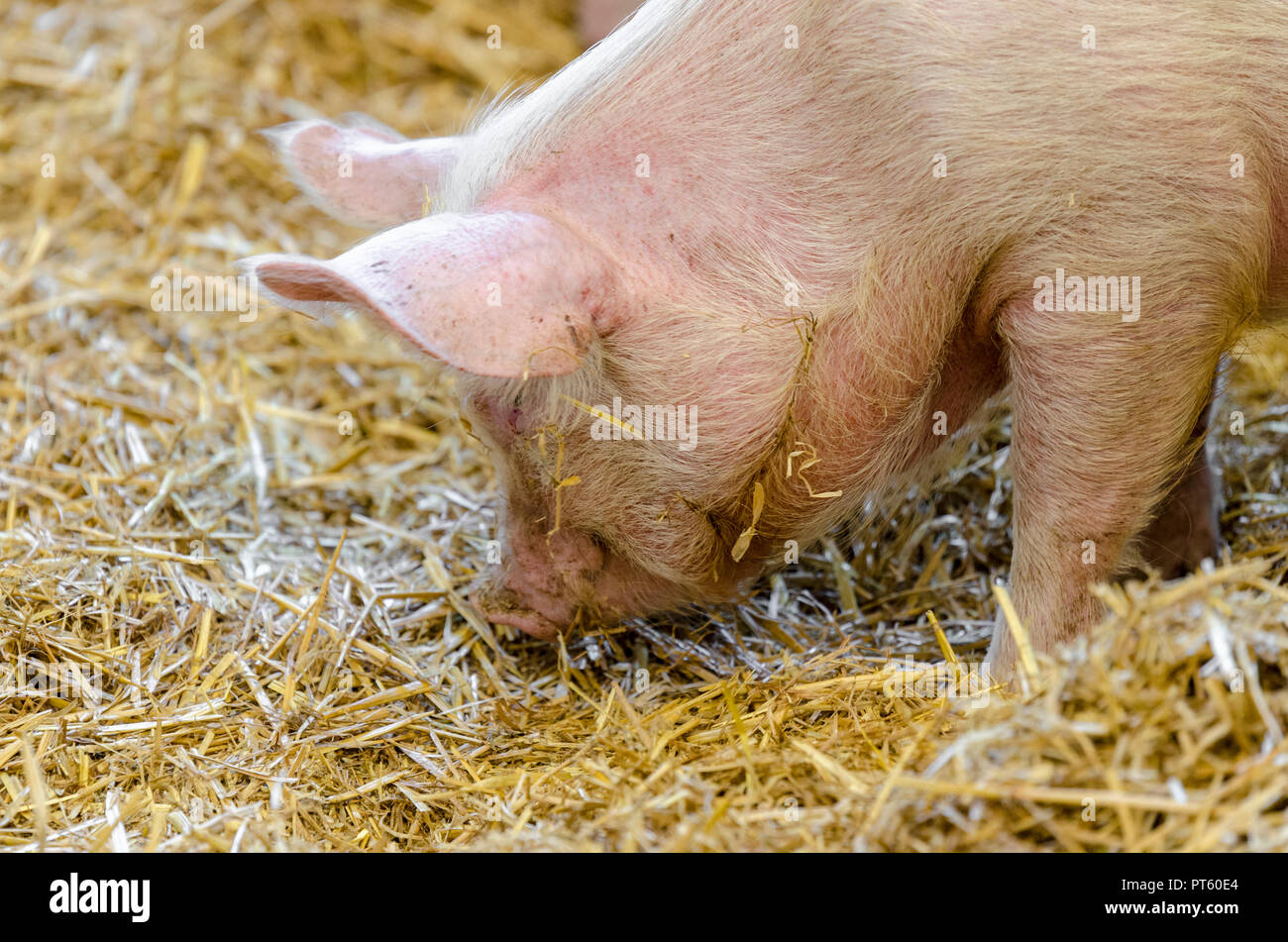 Pig with it's head down eating finding food in straw bed Stock Photo ...