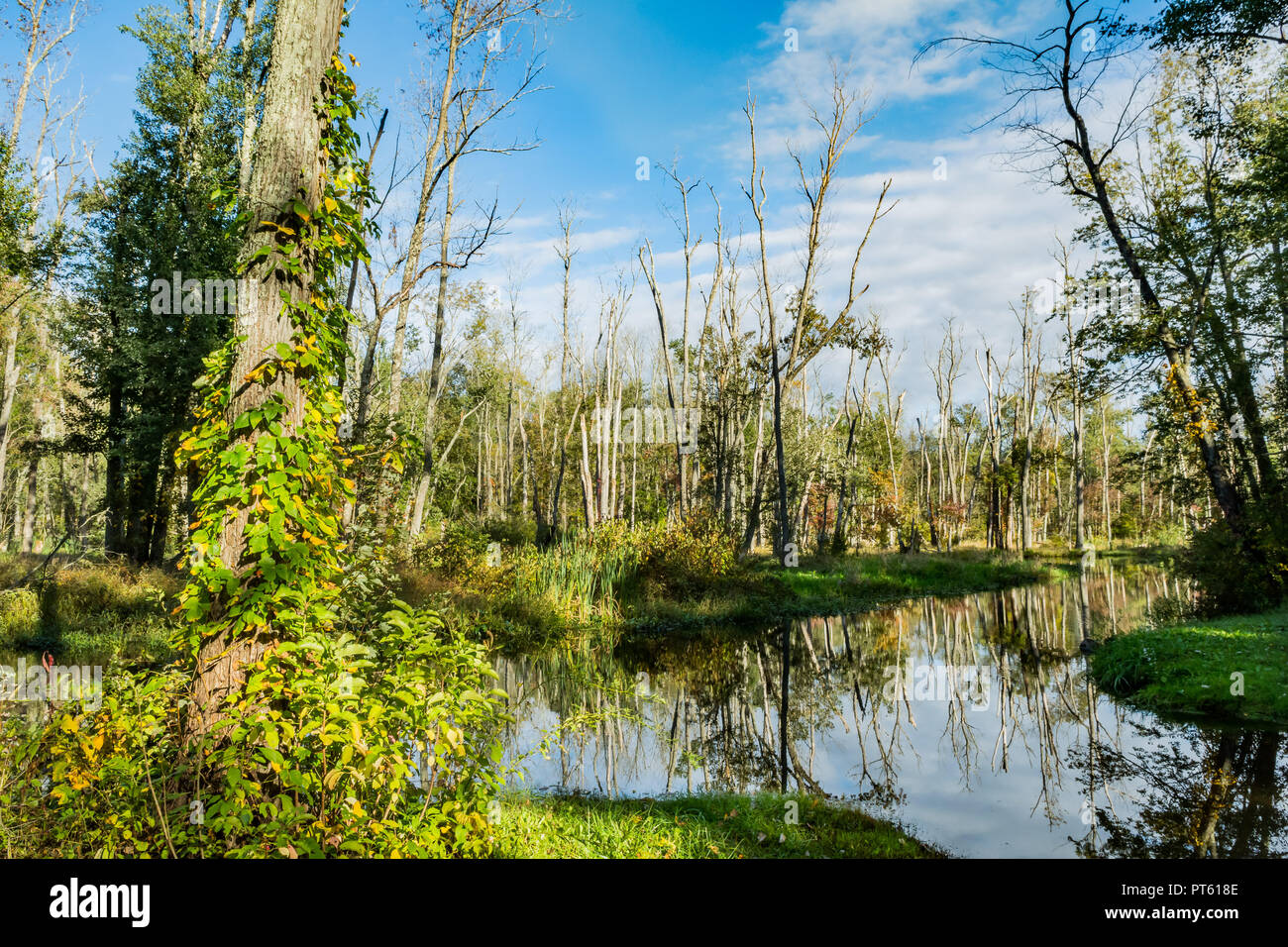 The Great Swamp in Patterson New York Stock Photo - Alamy