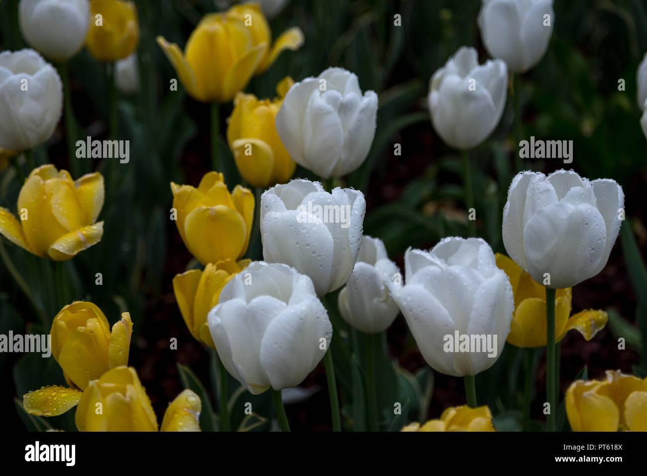 Spring freshly hi-res stock photography and images - Alamy