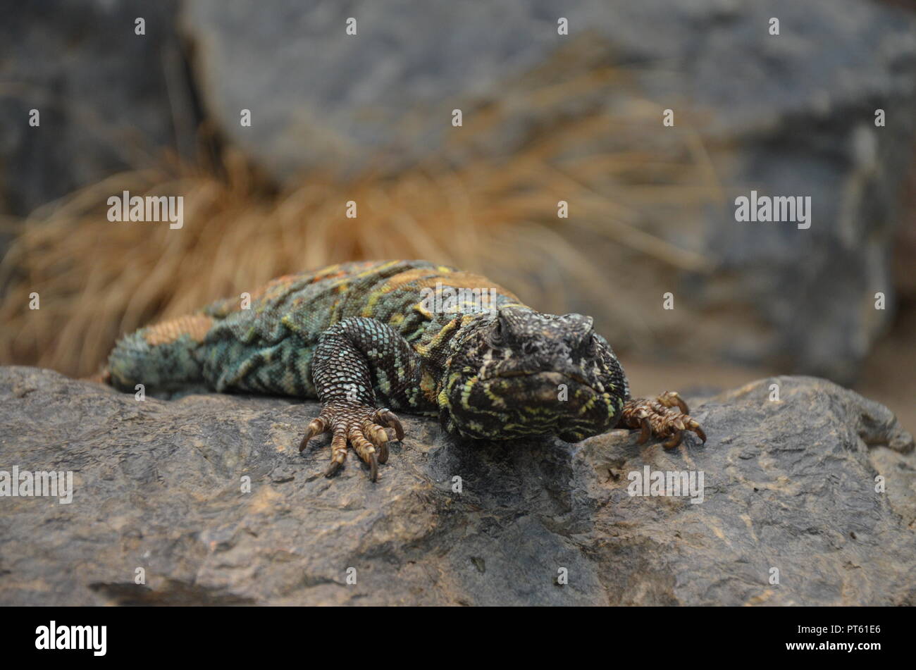 African spiny tailed lizard uromastyx hi-res stock photography and ...