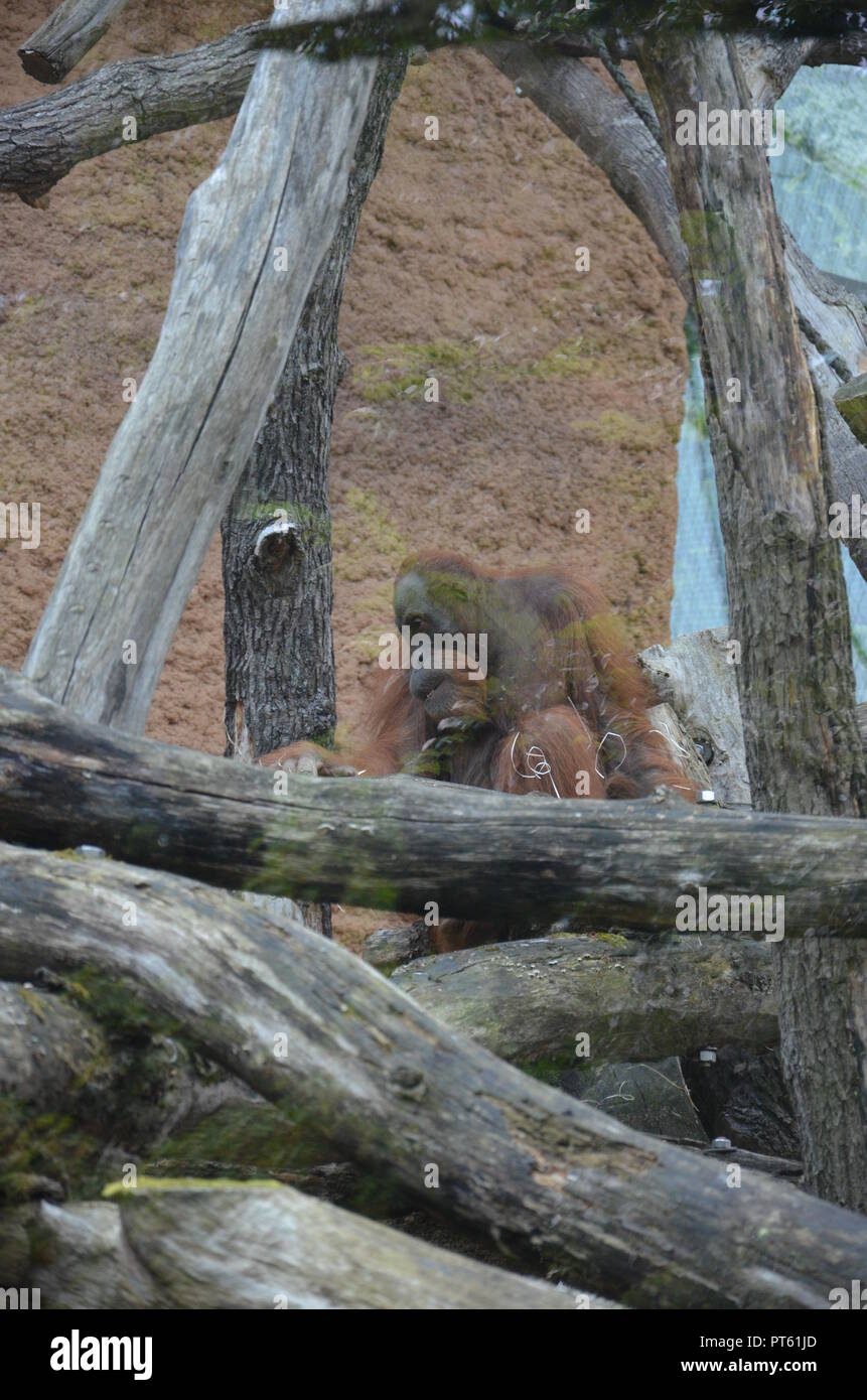 Alpha Male Orangutan High Resolution Stock Photography and Images - Alamy