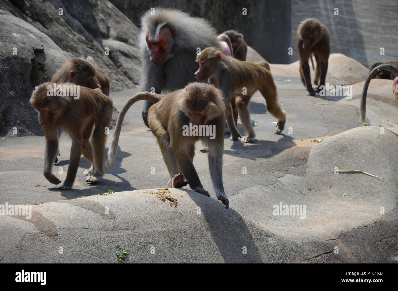 Baboons love tourism hi-res stock photography and images - Alamy