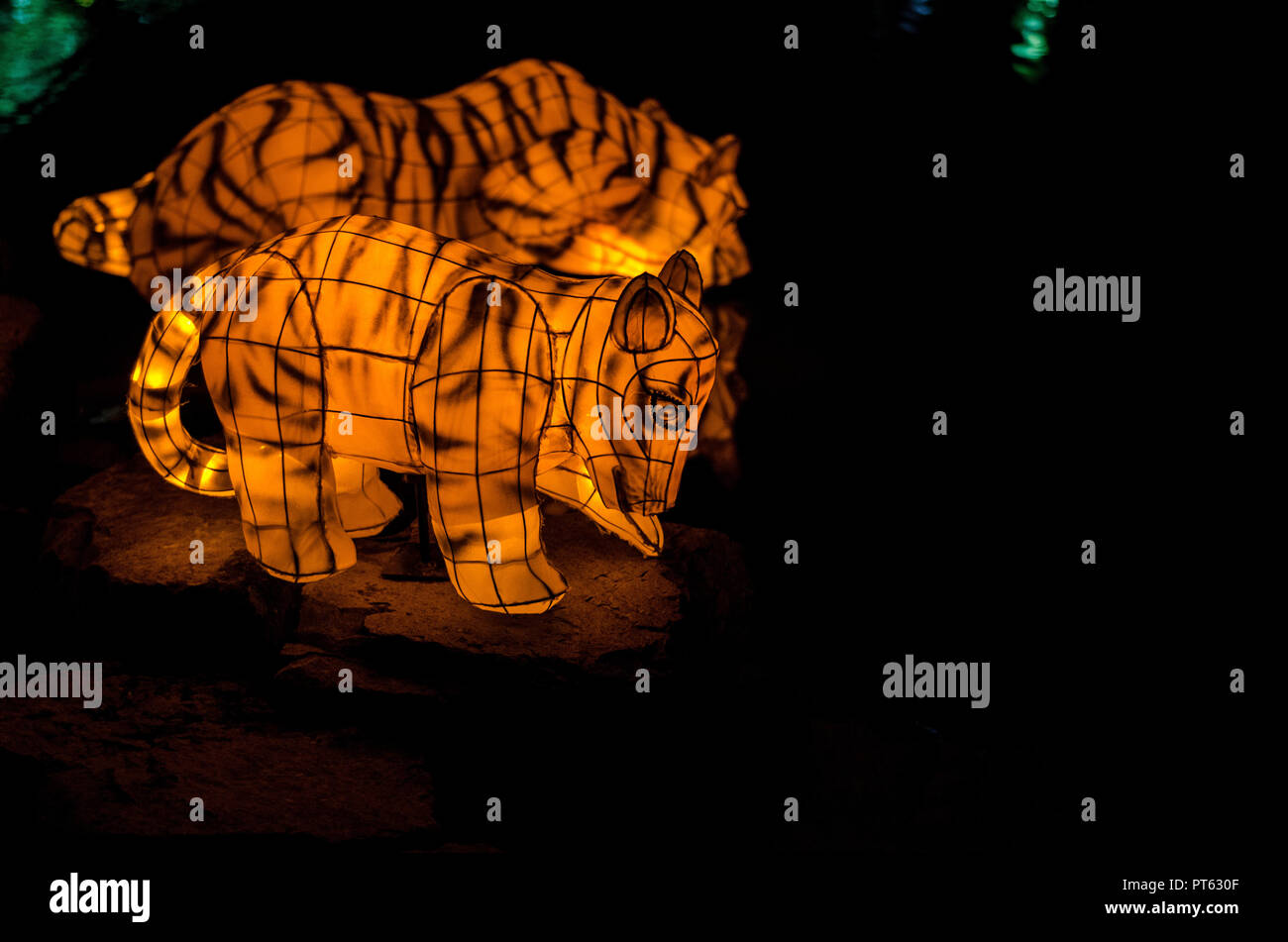 Tiger lantern montreal chinese lantern hi-res stock photography and ...