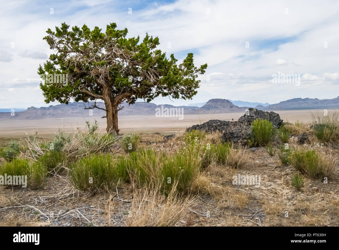 A single isolated juniper tree stands over hte desert of western Utah ...